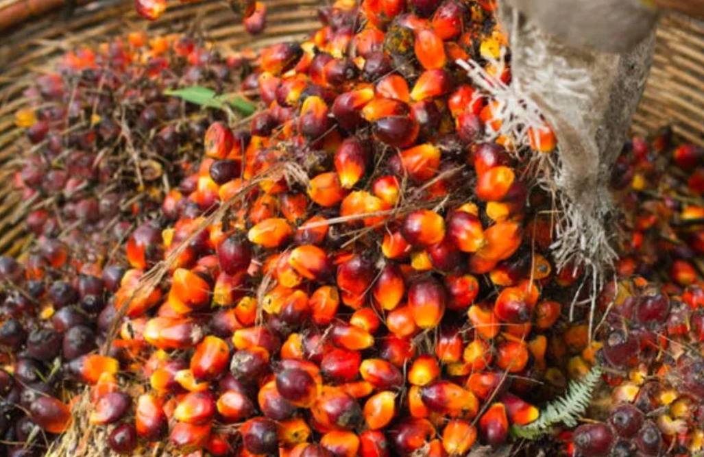 Palm Oil Today Indonesia Magazine - Home